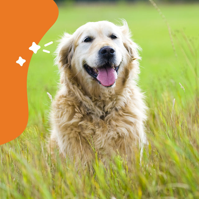 Contact | Zesty Paws Australia