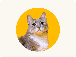 Zesty Paws Australia | Functional Supplements for Dogs and Cats