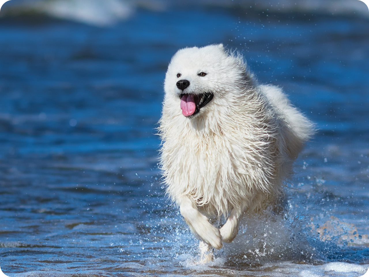 Zesty Paws Australia | Functional Supplements for Dogs and Cats
